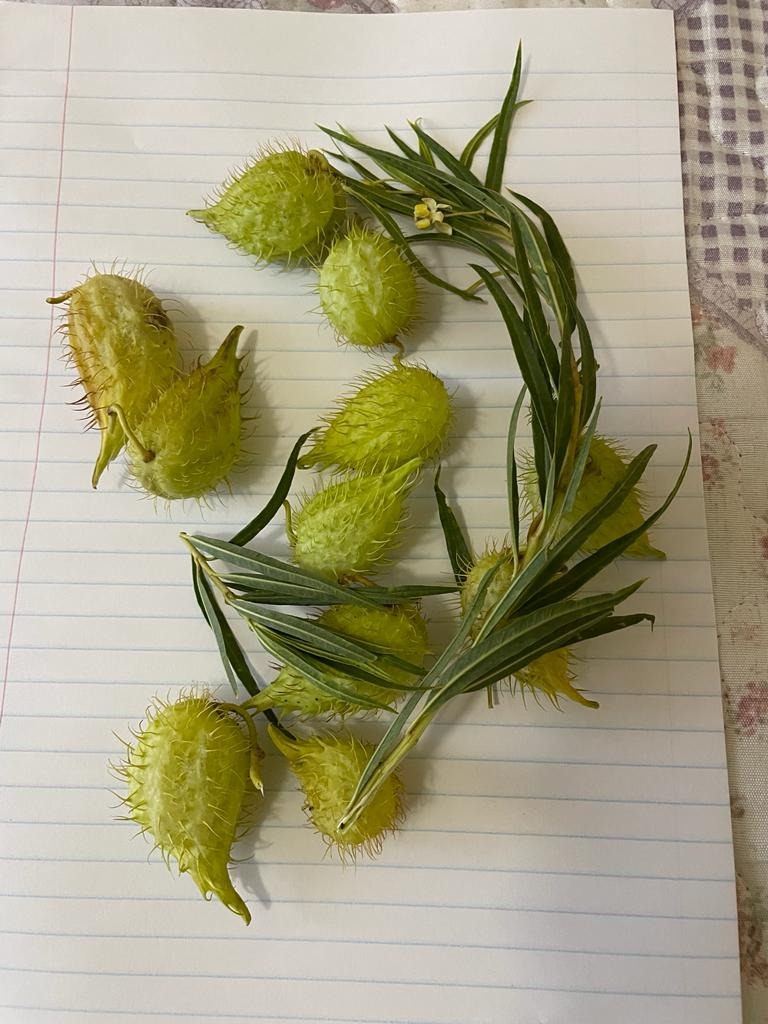 USINGA LWESALUKAZI UMUTHI owenza ingane ihlakaniphe esikolweni umuthi ...