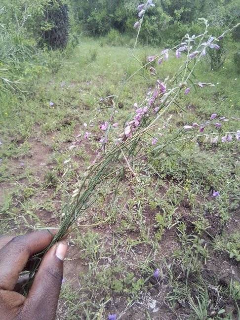 zekane umuthi wenzani uses and benefits