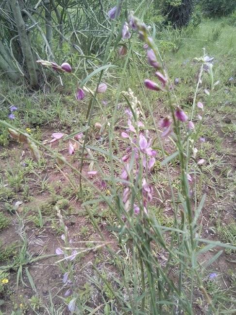 zekane umuthi wenzani uses and benefits