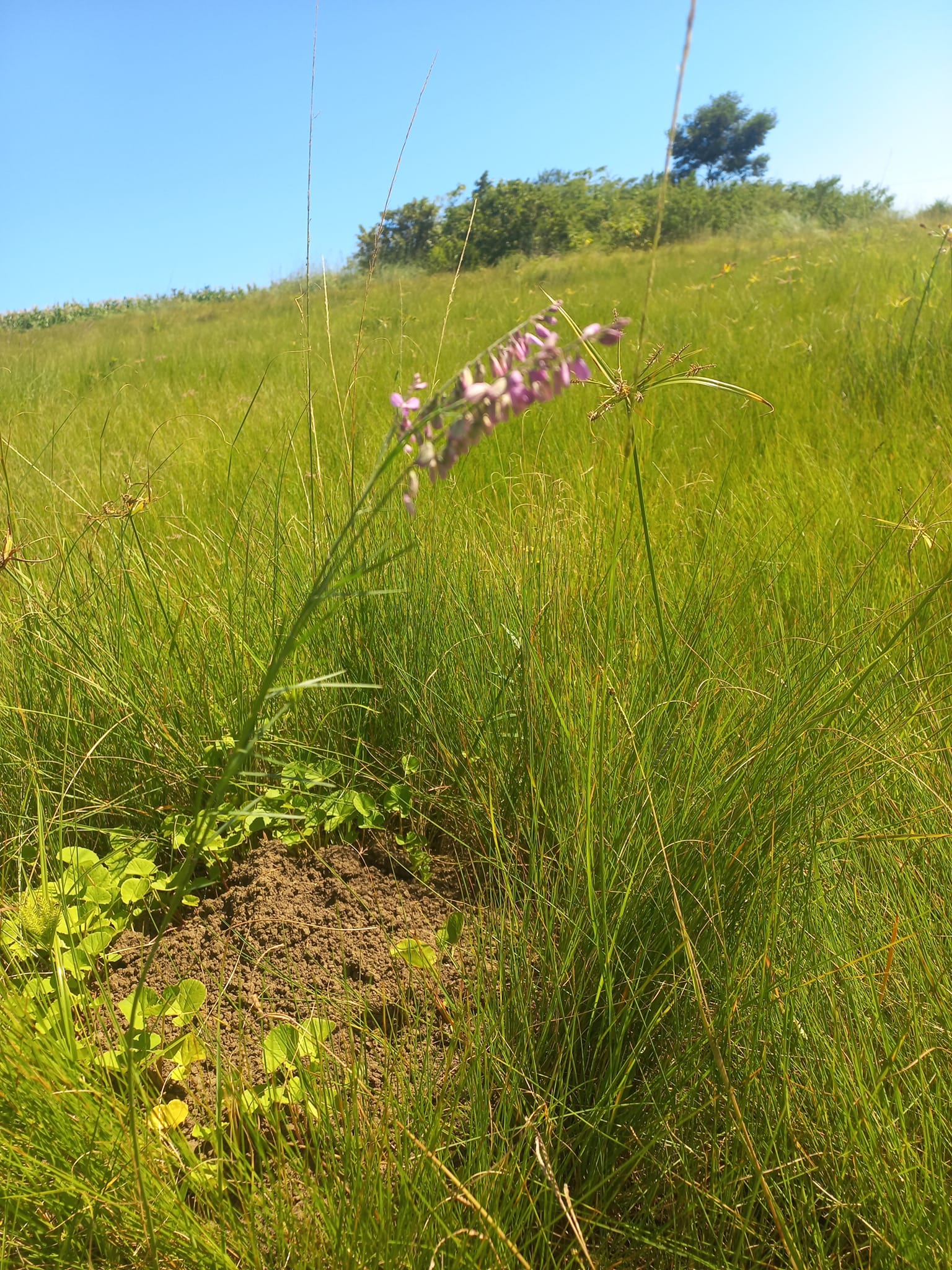 zekane umuthi wenzani uses and benefits